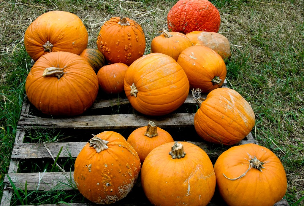Visiting a Pumpkin Patch makes me think of making Soup – Masala Eats Miami
